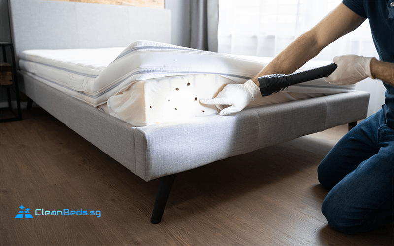 Bed Dust Mites & Bed Bug Cleaning: Complete Removal Guide